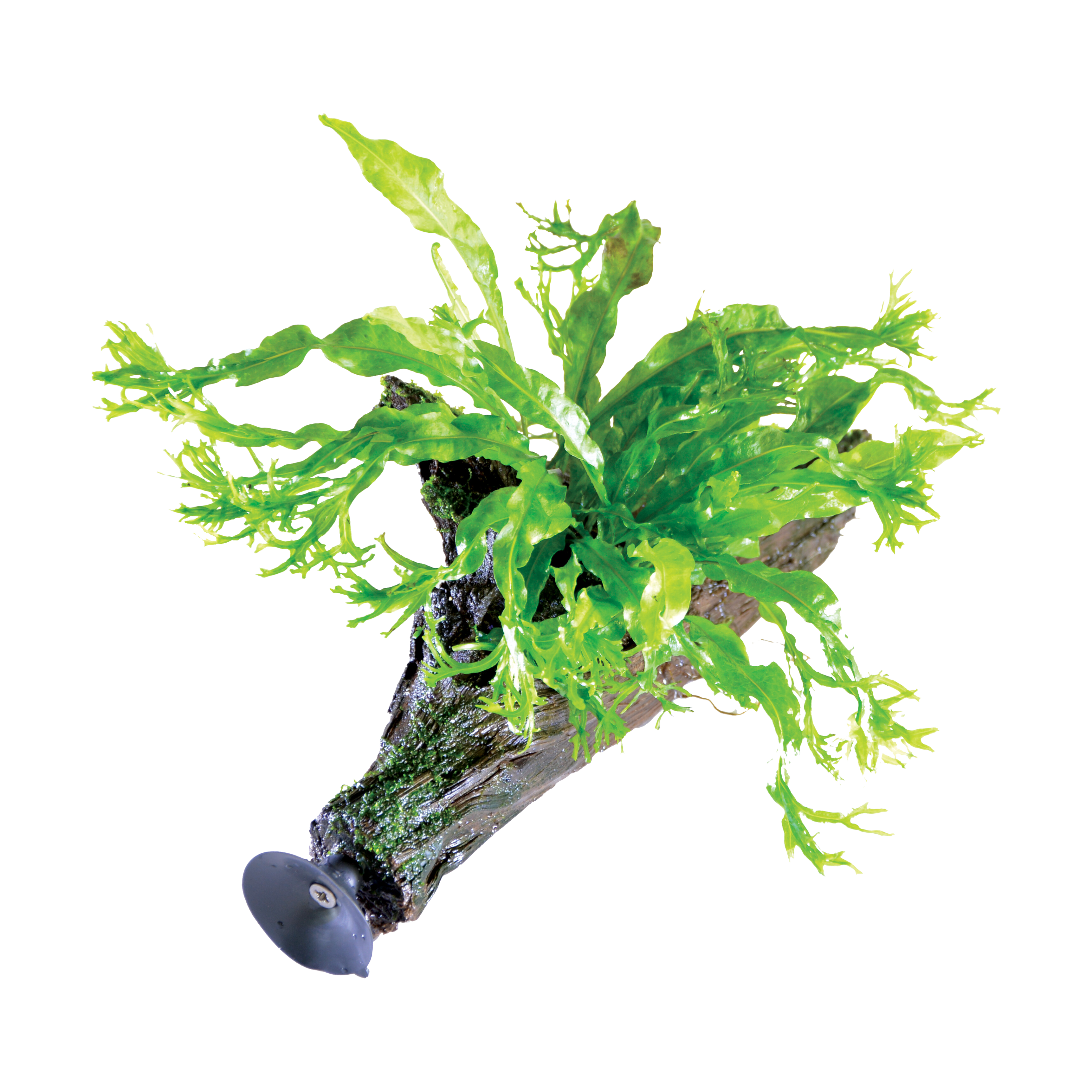 Susp Floating Wood Microsorum Windelov XS | Plantorama