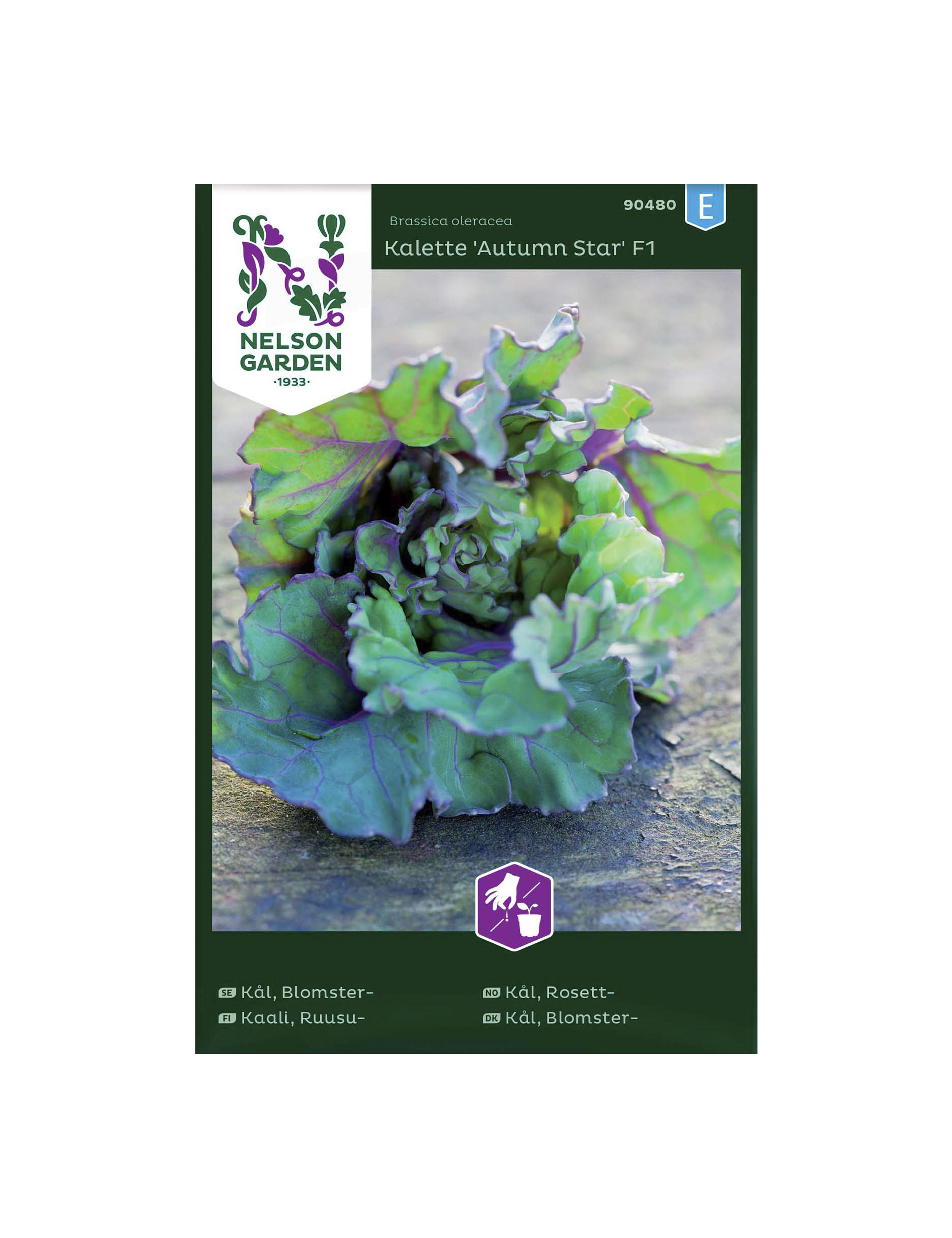Blomsterkål, kalette frø, Brassica oleracea. Kalette 'Autumn Star' F1 ...