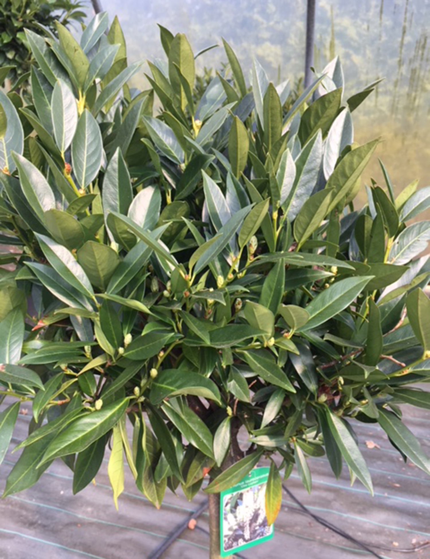 Kirsebærlaurbær, opstammet, Prunus lau. 'Otto Luyken', 10 liter potte ...