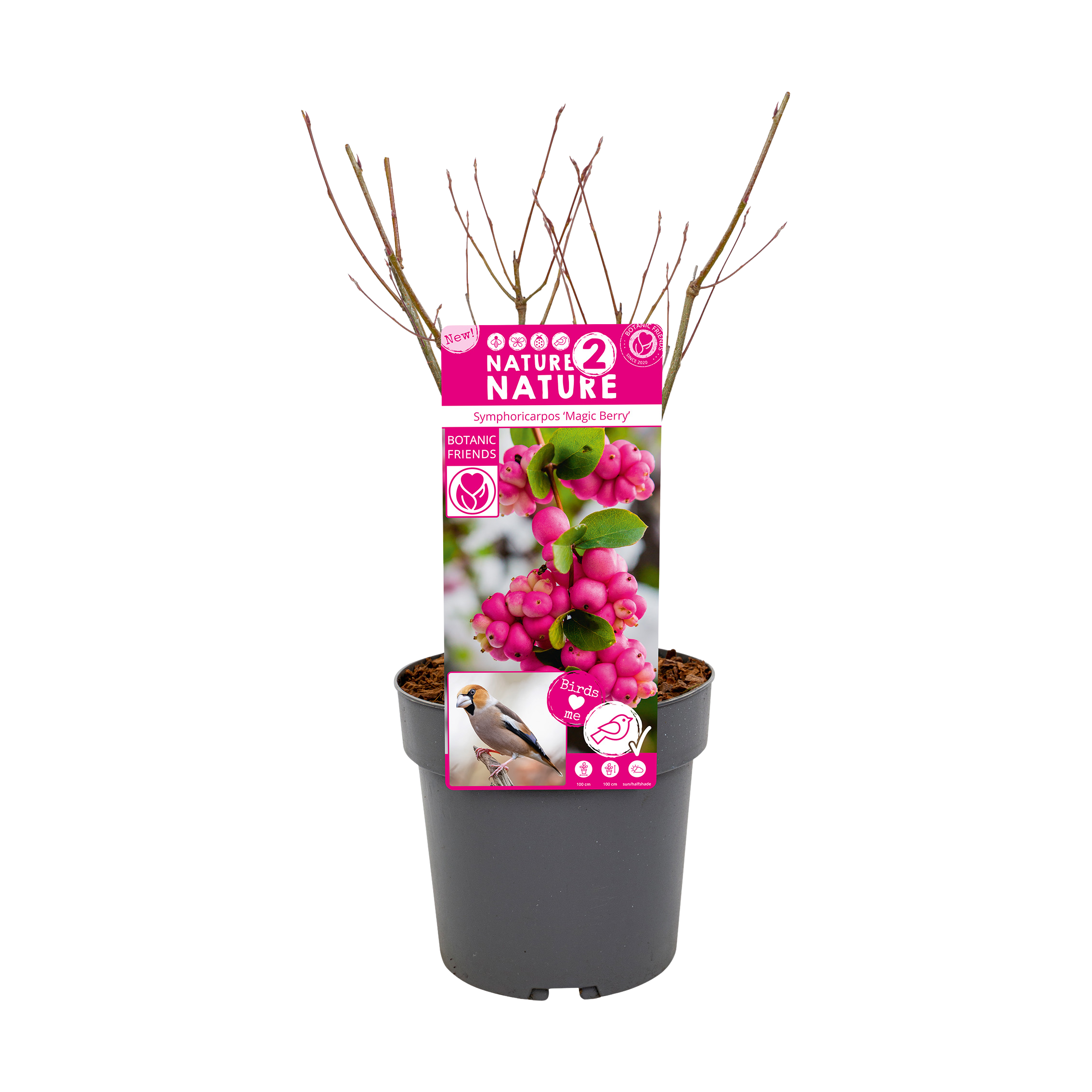 Snebær, Symphoricarpos doorenbosii ‘Magic Berry’, 3 liter potte, 30 cm ...